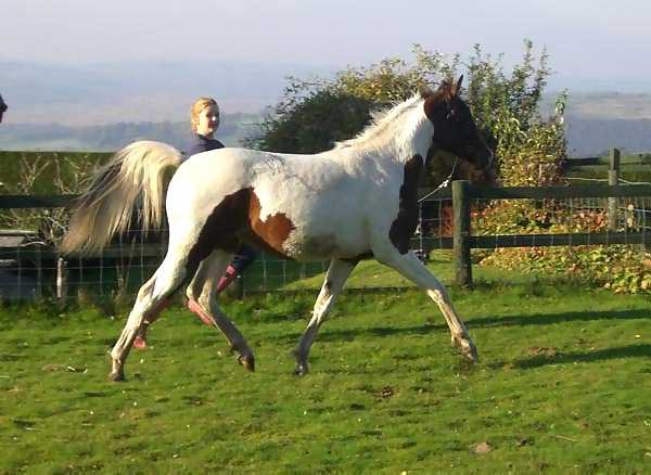 Homozygous Pintabians for sale, palomino welsh cobs for sale, palomino ...